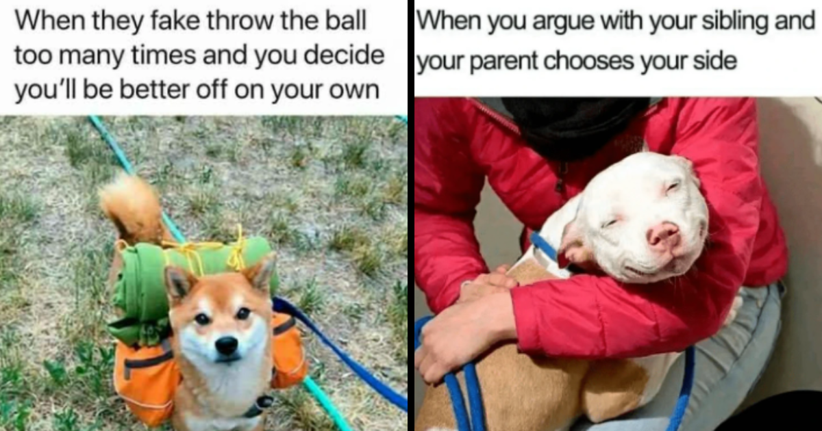 Starting The Weekend Right With 29 Animal Memes For A Pawsitively ...