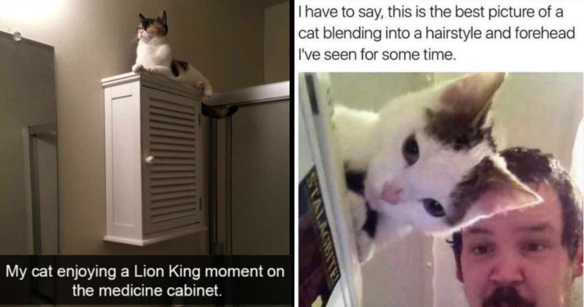 33 Cute Cozy Caturday Cat Memes To Kick Off The Weekend The Feline Fun ...