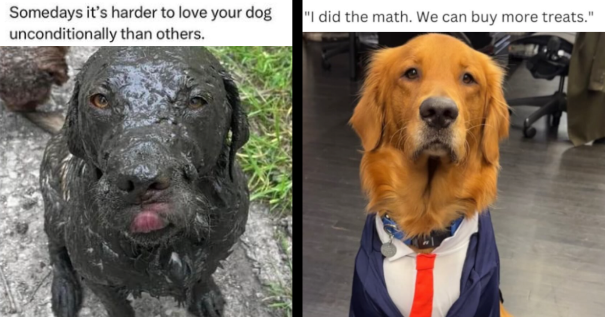 A Groomer's Biscuit Basket of 34 Dog Memes to Start Your Week Fresh ...