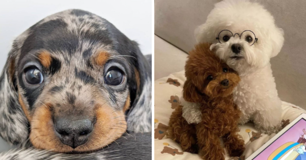 Sunday Snuggles With 23 Pawsitively Precious Pups For A Day Of Pure ...