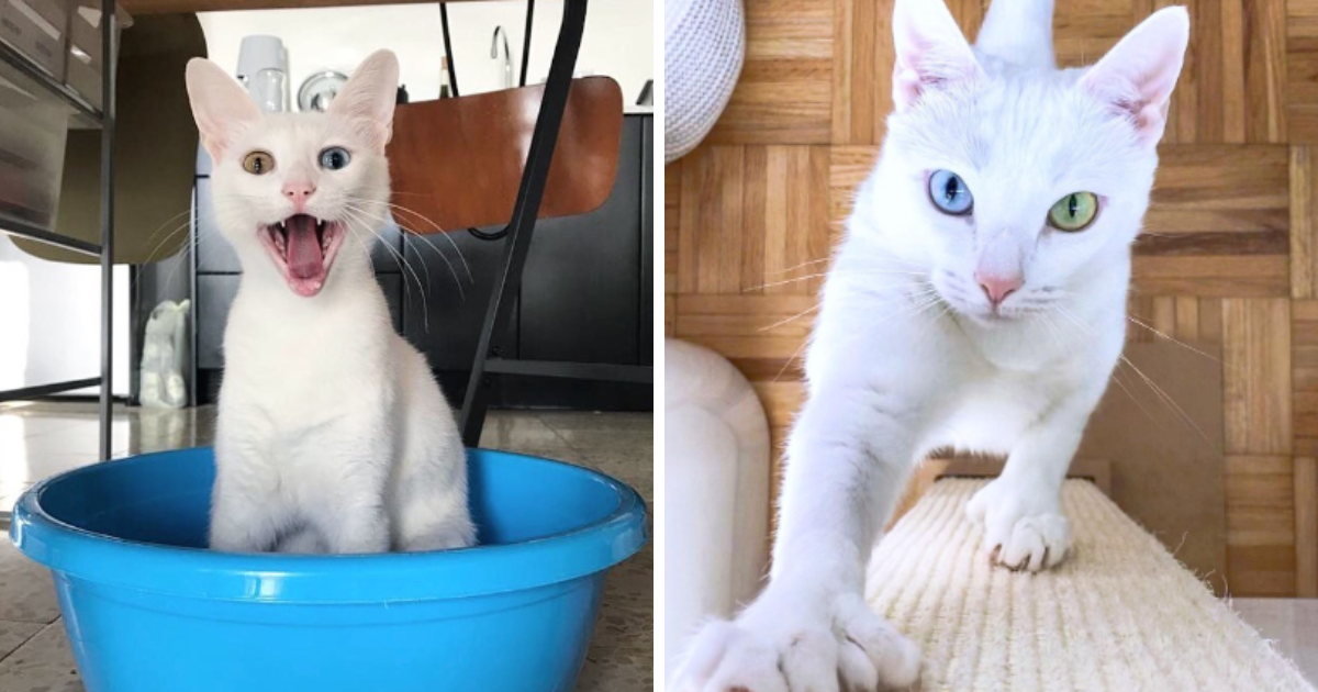 23 Majestic White Cats Ready To Pounce Prance And Play For A Sunday ...