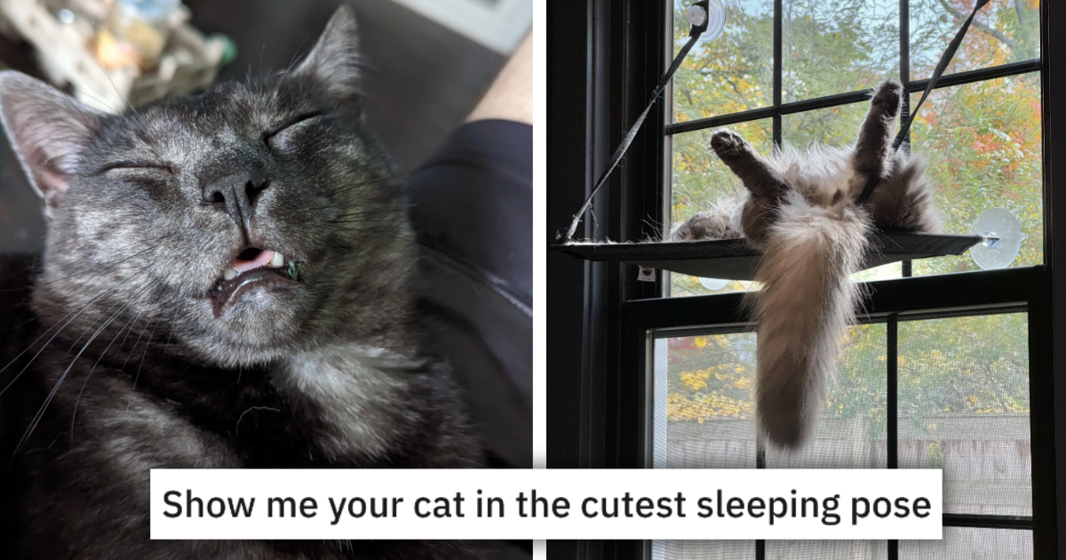 26 Purrfectly Conked-Out Kitties In Awwdorable Pawsitions To Help You ...