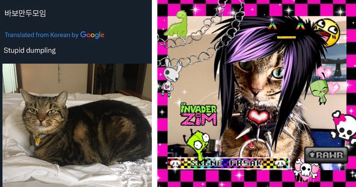 Wildly Distracting Cat Memes To Keep You From Getting Anything Done - I ...