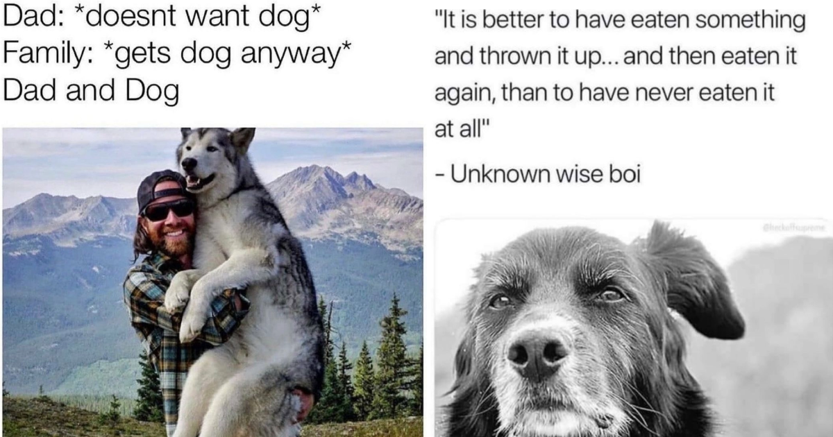 Pawsitive And Pawdorable Dog Memes To Make Your Tuesday Terrific ...