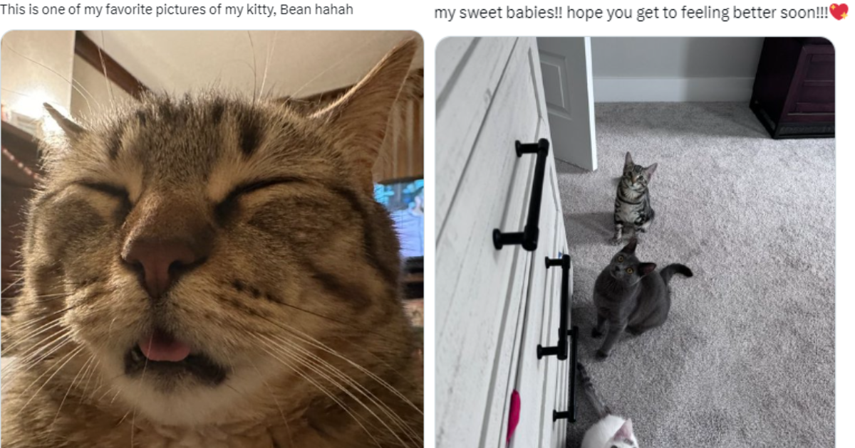 Mood Boosting Cat Tweets To Add Some Sweet To Your Spicy - I Can Has ...