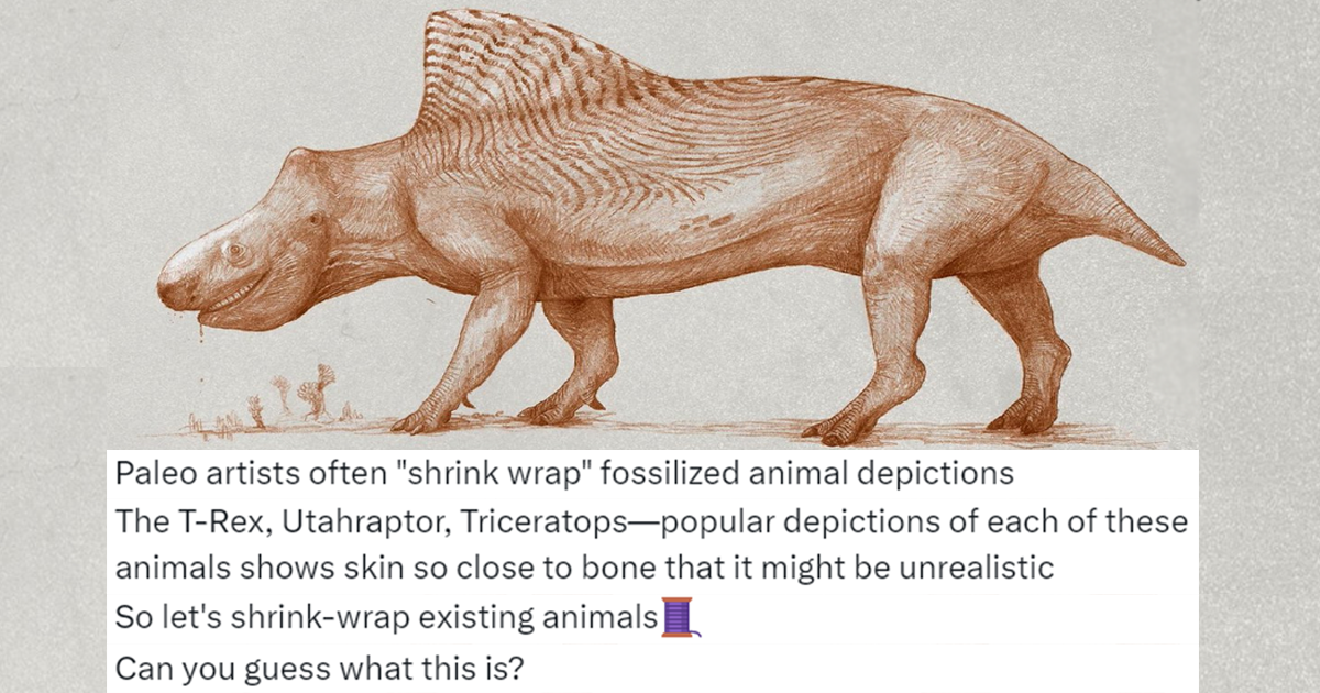 Fascinating Thread Of 'Shrink-Wrapped' Animals To Remind You Just How ...