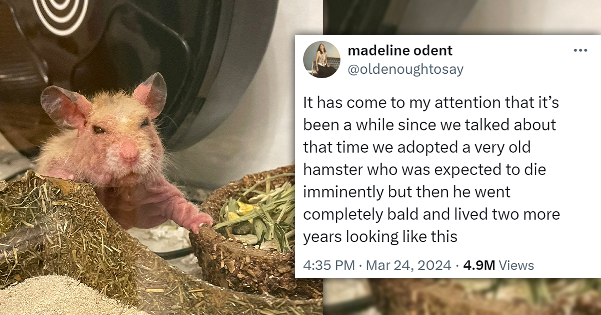 Family Rescues An Old Wrinkly Hamster That Doesn't Have Long To Live ...