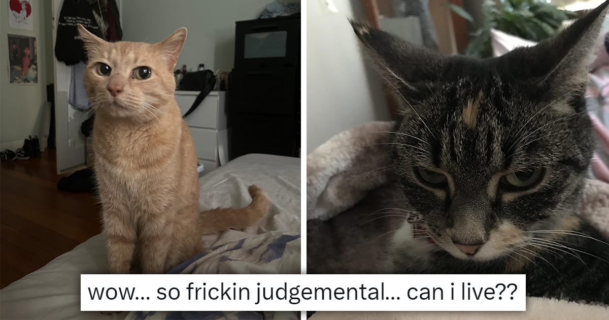 A Whole Batch Of Judgmental Cats Feeling Disappointed With Their Humans For Clearly Not Spoiling ...