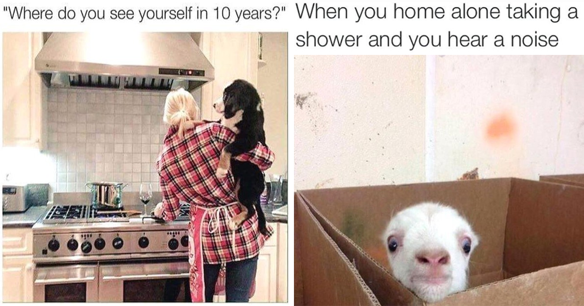 A Bouquet Of Fragrant And Funny Animal Memes Because You Deserve It ...
