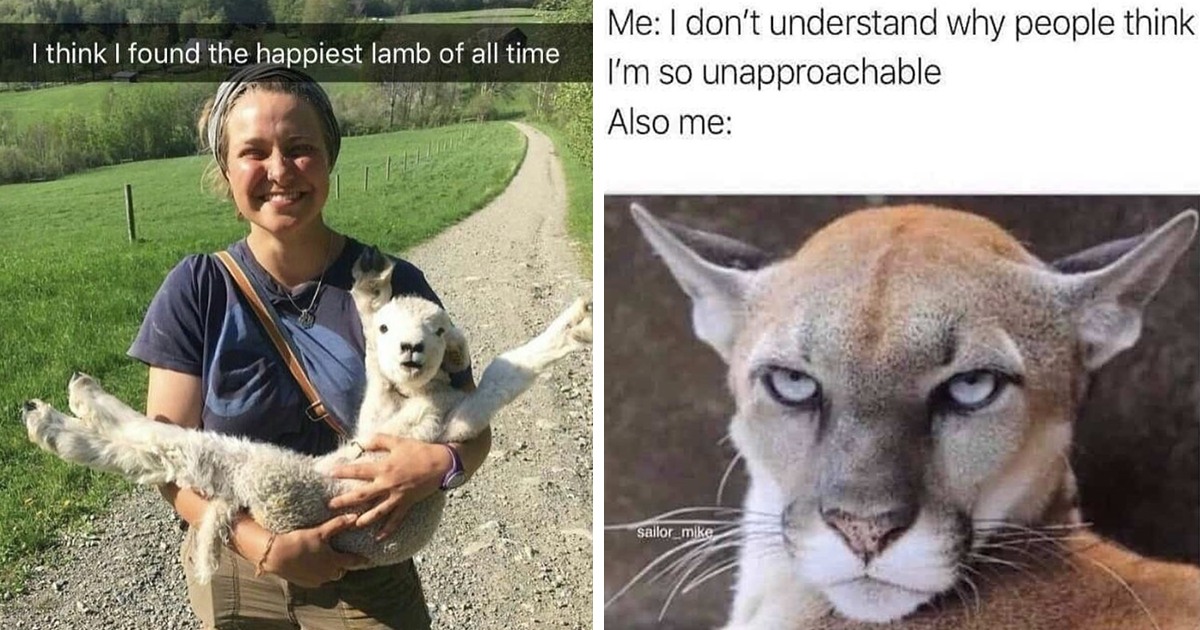 23 Fantabulous Animal Memes To Start This Sunday With A Pawsitive Vibe ...