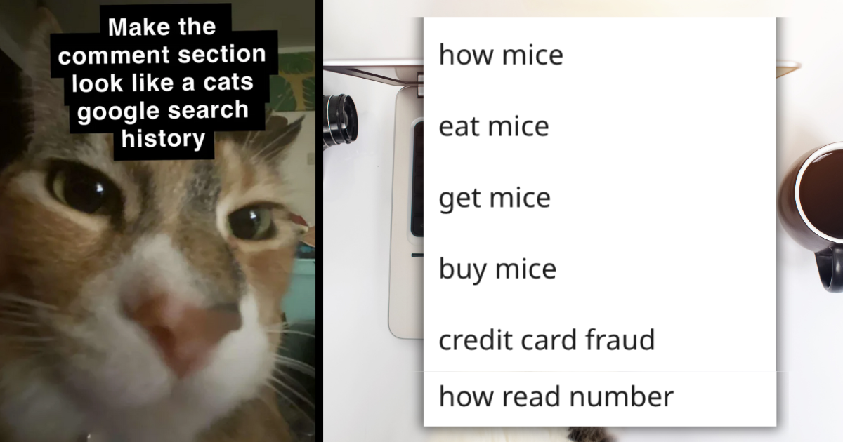 25 Hissterical Search History Gems Thanks To The World Whisker Web ...