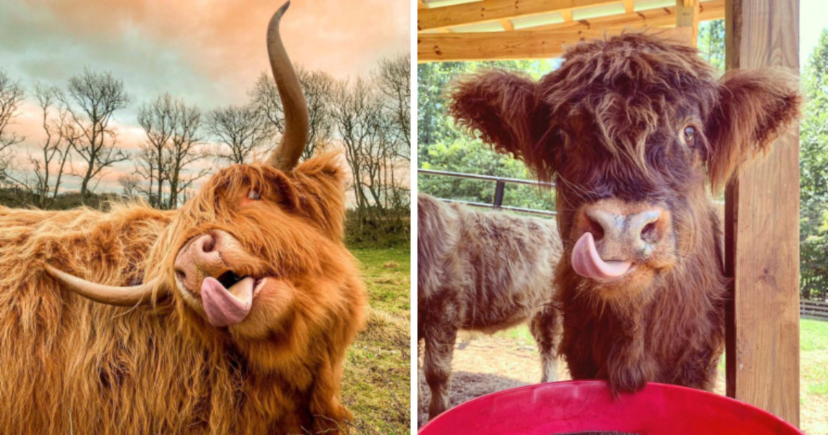 23 Highland Cows Rocking Out With Their Tongues Out For Some Moovelous ...