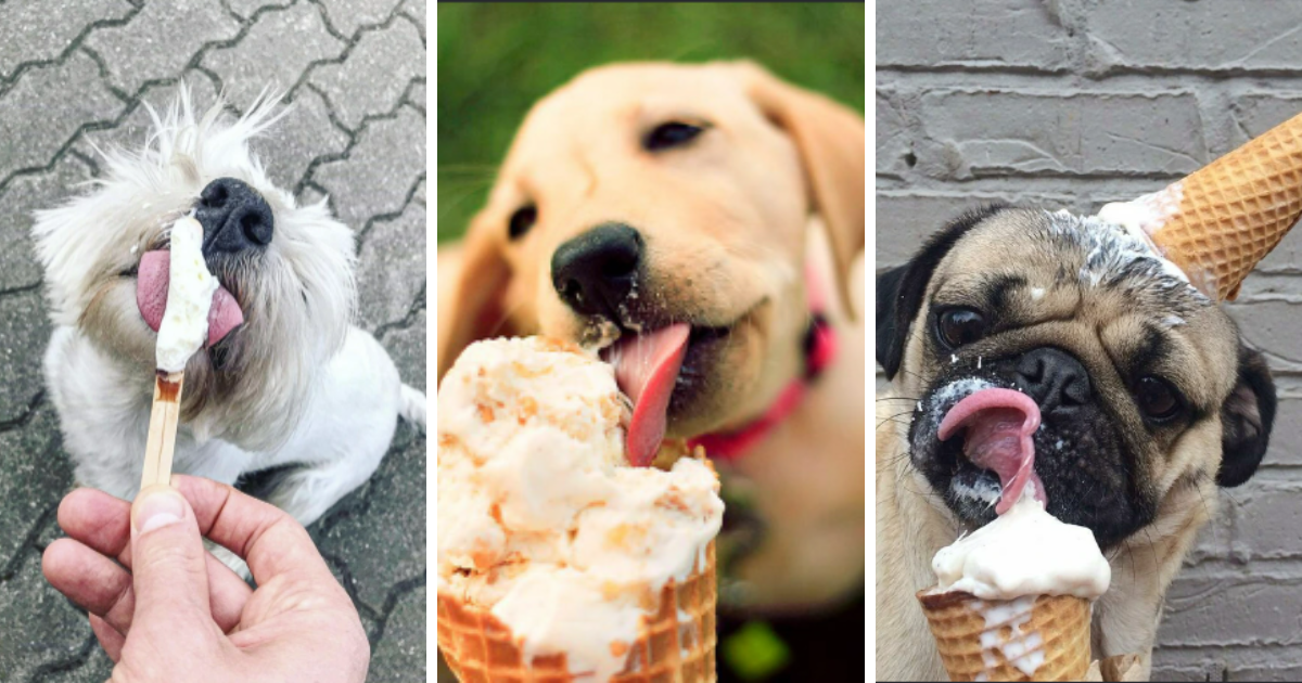Pawsitively Delicious With 24 Pawsome Pooches Licking Up Ice Cream ...