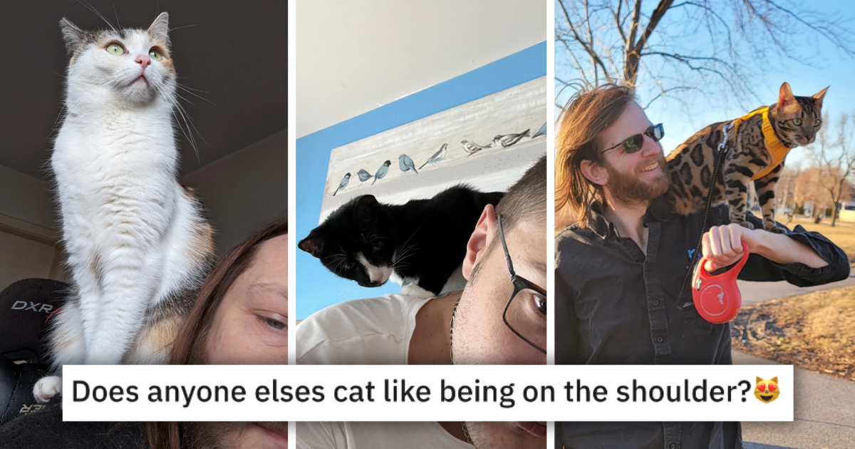 A Furrst Class Experience Of 27 Cute Kitties Taking A Remarkable Ride ...