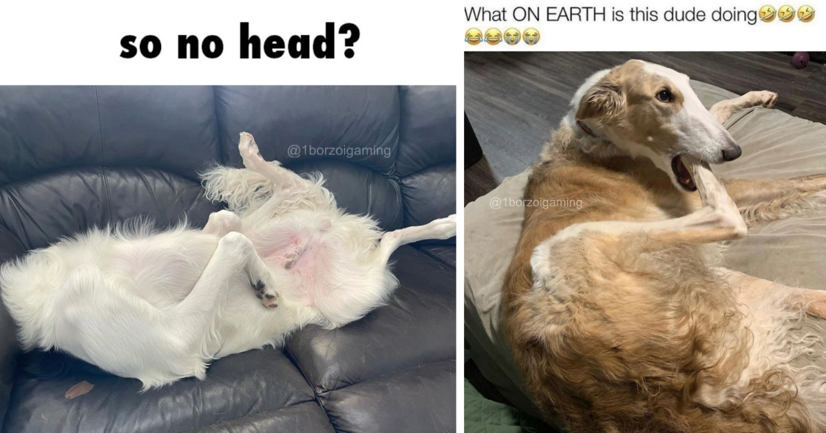 Hilarious Dog Memes To Fill You With The Four Legged Furry Zoomies ...