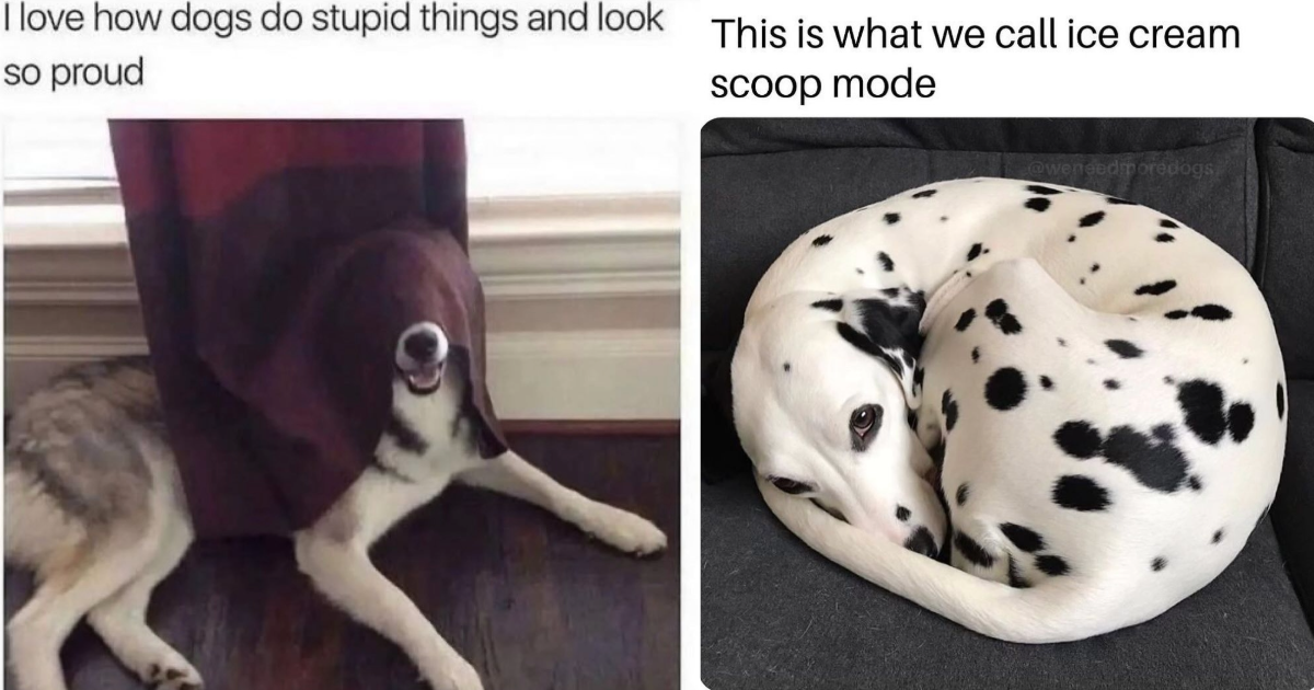 Heartwarming Doggo Memes To Make Sure You Have A Wonderful Weekend ...