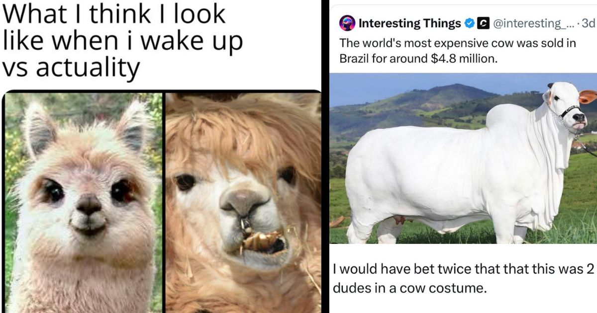 35 Funny Animal Memes to Celebrate Getting Halfway Through the Work ...