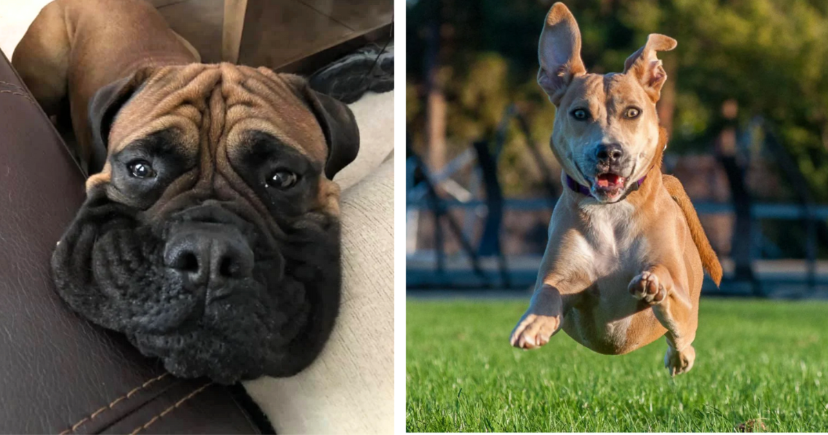 26 Silly Dog Pics To Accompany You on a Wonderful Walk to the End of ...