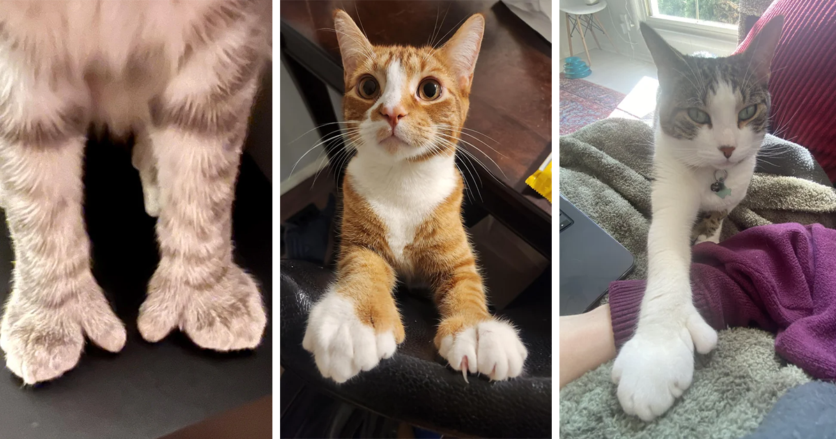 Fluffy Felines And Their Meowgnificent Mitten Paws: Polydactyl Cats ...