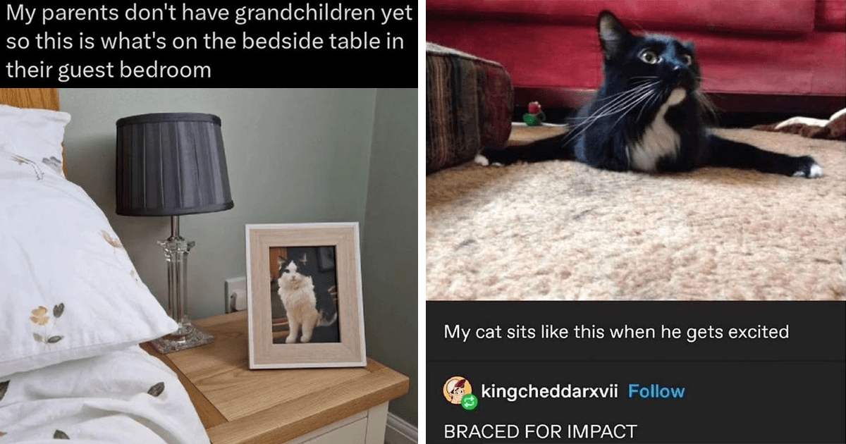 Wholesome Cat Memes That Feel Just Like Getting A Hug From Your Feline ...