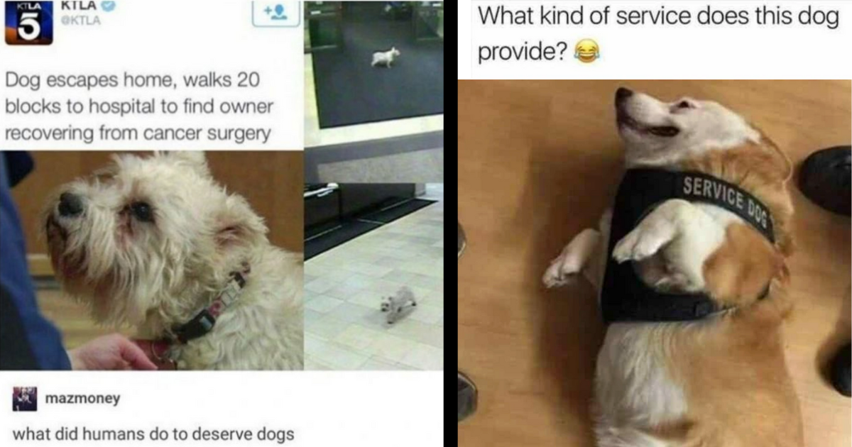37 Wholesome Animal Pics And Memes To Start The Weekend With A ...