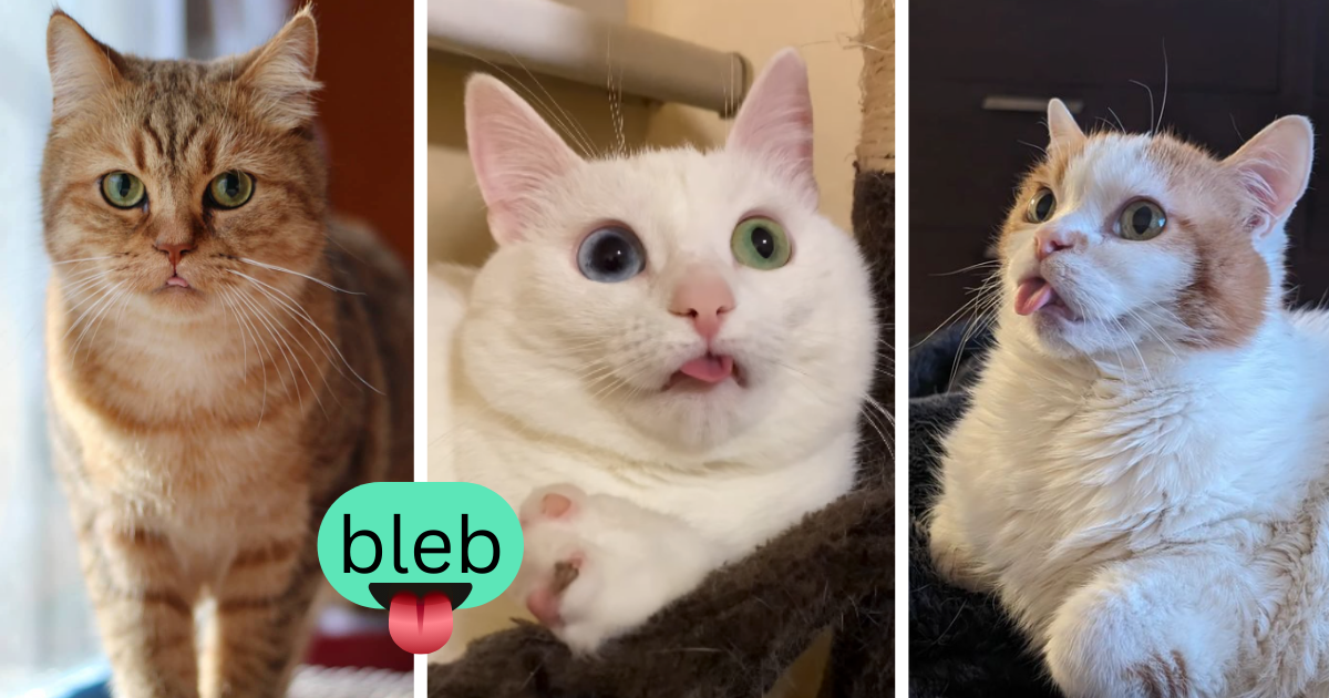 31 Flummoxed Felines to Give a ‘Buffering Bleb Vibe’ to Your Weekday ...