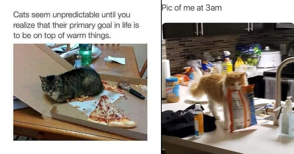 Funniest Cat Memes for Feline Fanatics (April 3, 2024) - Memebase ...