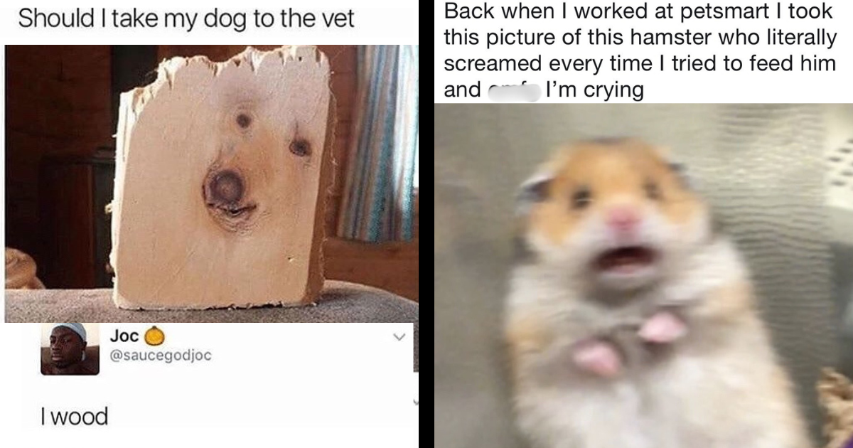34 Amusing Animal Memes To Laugh Your Way Through The Weekend And ...
