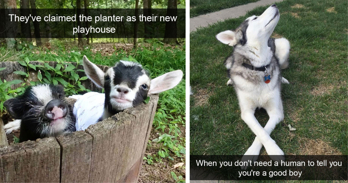32 Pawsitively Delightful Animal Snaps Brimming with Wholesome Hilarity ...