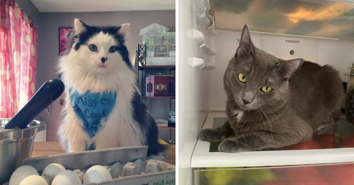 21 Culinary Kitties Spicing Up The Kitchen With Their Cuteness - I Can ...