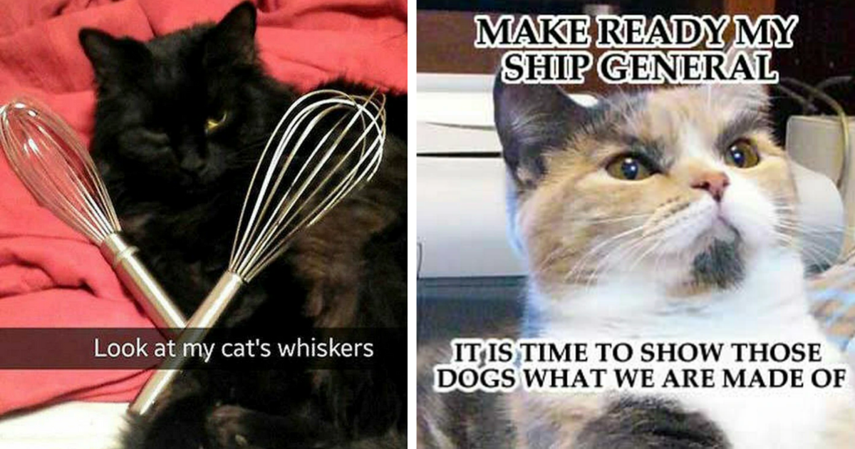 A Charming Collection of 34 Comical Cat Memes to Concoct A Punny Potion ...