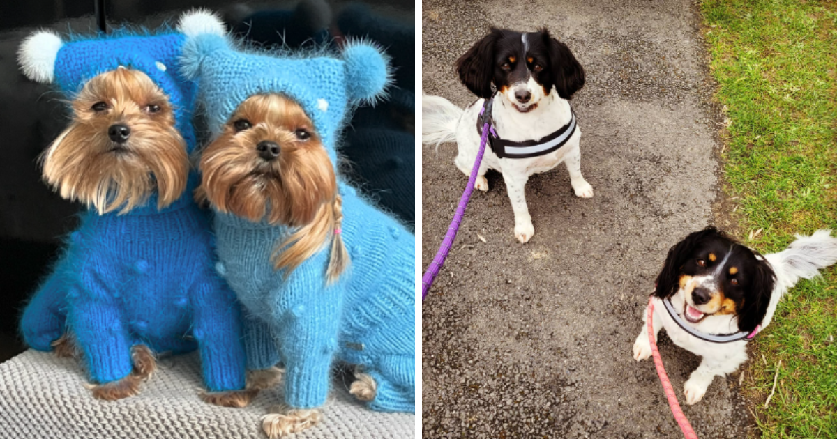 24 Delightful Dog Duos Wagging Their Way Into A Wonderful Wholesome ...