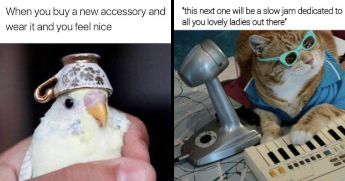 Saturday Silliness With 24 Funny Animal Memes For A Day Filled With ...