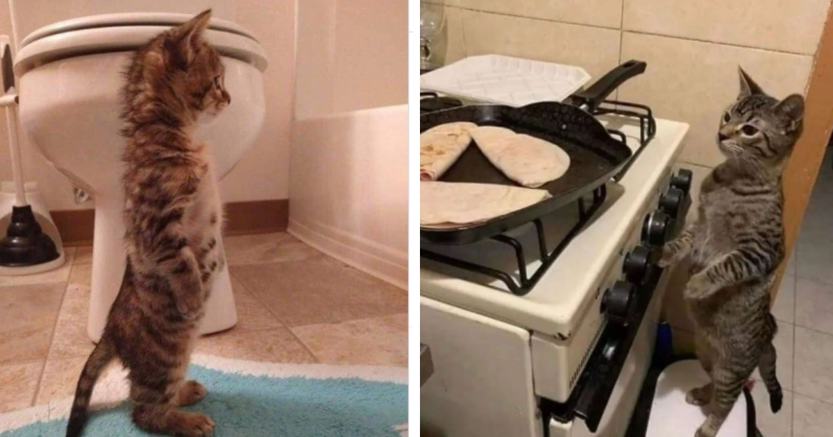 24 Fluffy Felines Proving That Sundays Are All About Feline Fun - I Can ...