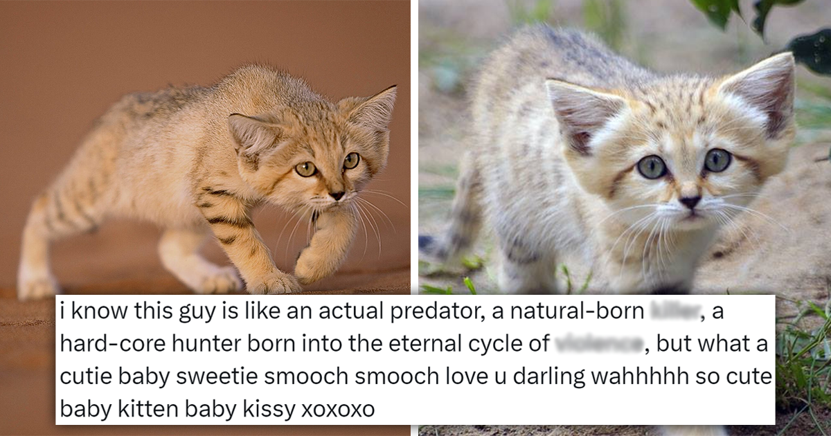 Smol And Cute But Fiercely Ferocious Sand Cats And Kittens Because We ...