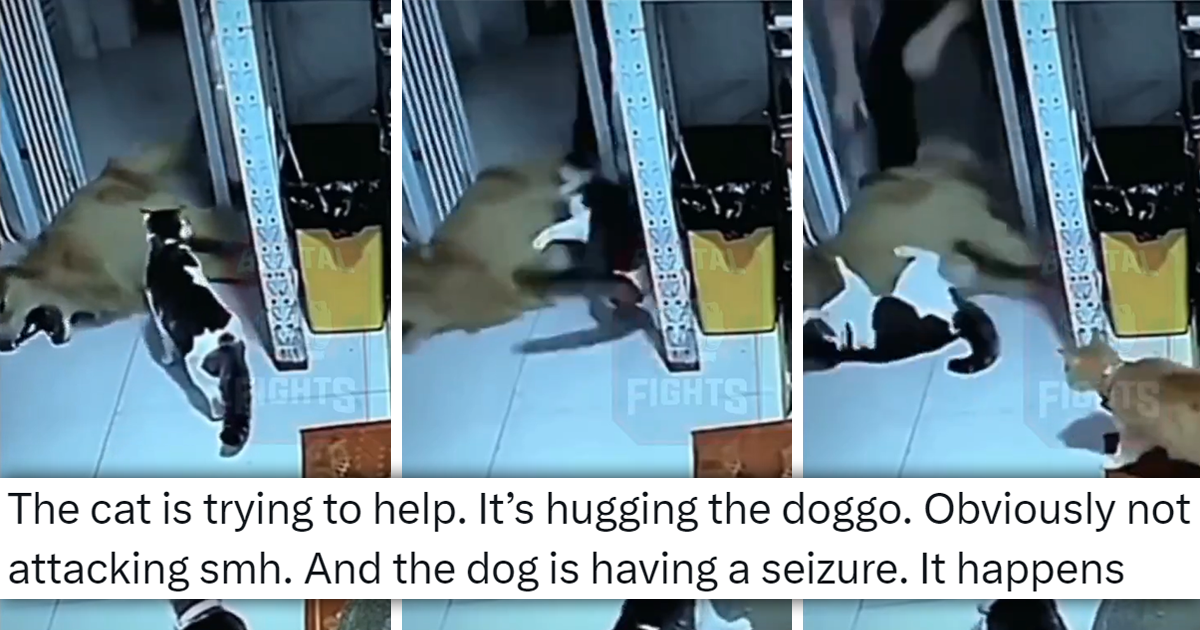 Dog Unexpectedly Has A Seizure, Cat Immediately Tries To Help ...