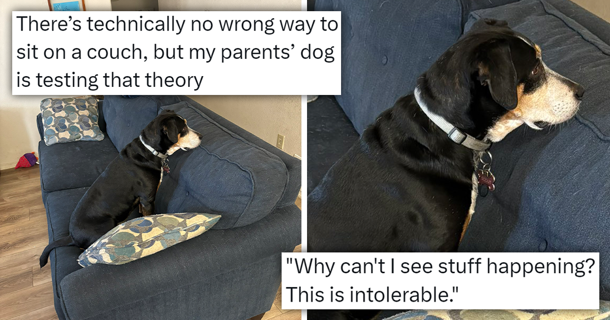 Derpy Doggos Who Done Goofed And Glitched In The Silliest Ways ...