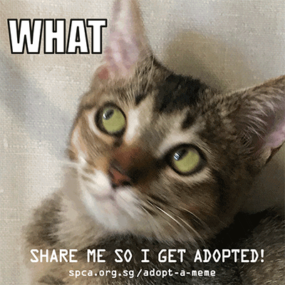 Funny Adoption Memes