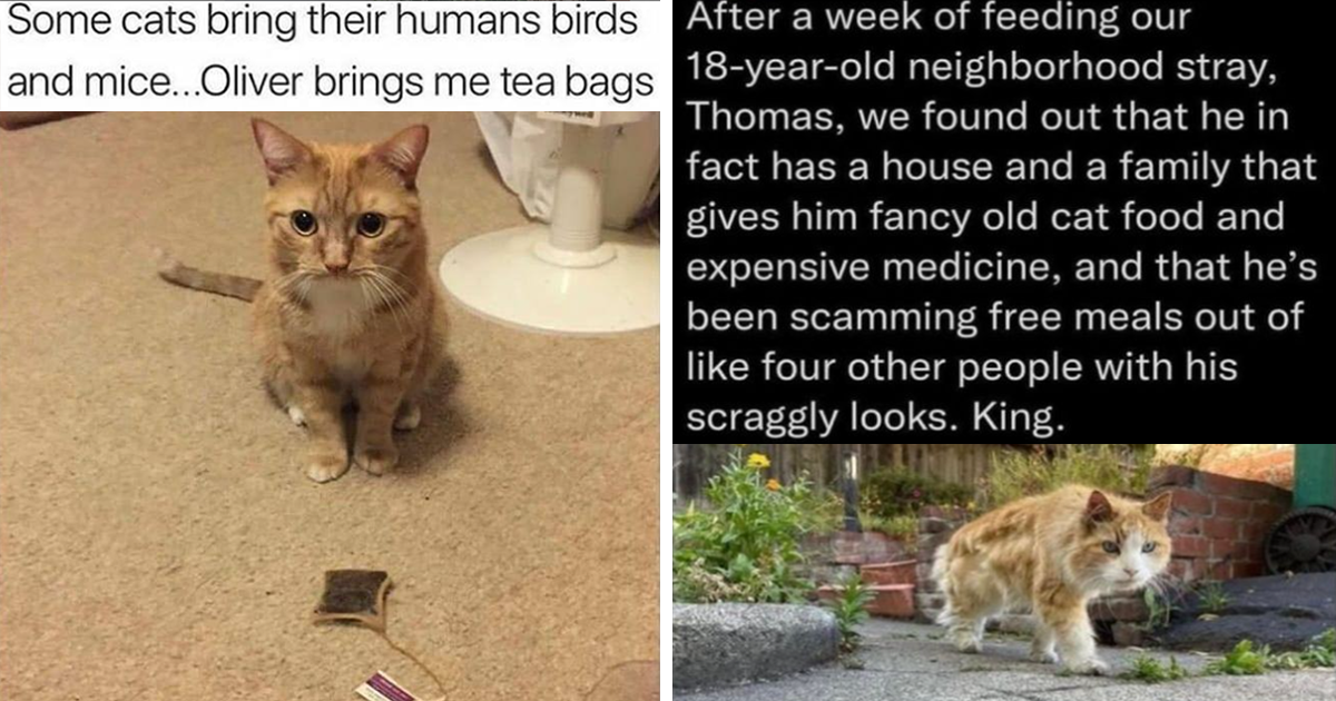 Funny Cat Memes To Scroll Through As You Don't Feel Like Getting Out Of ...