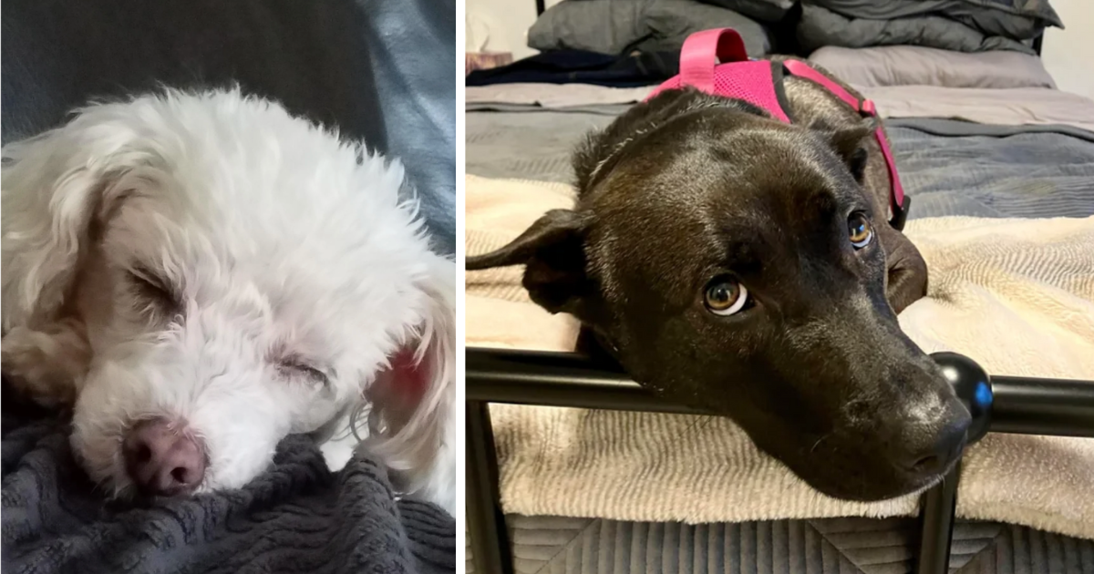 In the Arms of an Angel: A Wholesomely Pawsitive Bowl of 30 Adorable ...