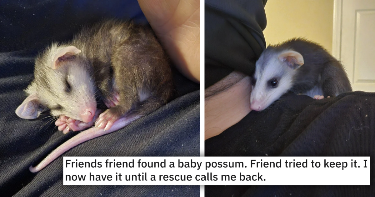 Animal Comedy - nurse - Animal Comedy - Animal Comedy, funny animals ...