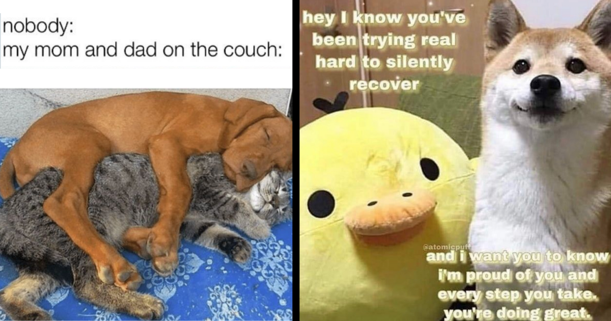 32 Wholesome Animal Memes to Help You Fall Asleep at an Early Hour and ...