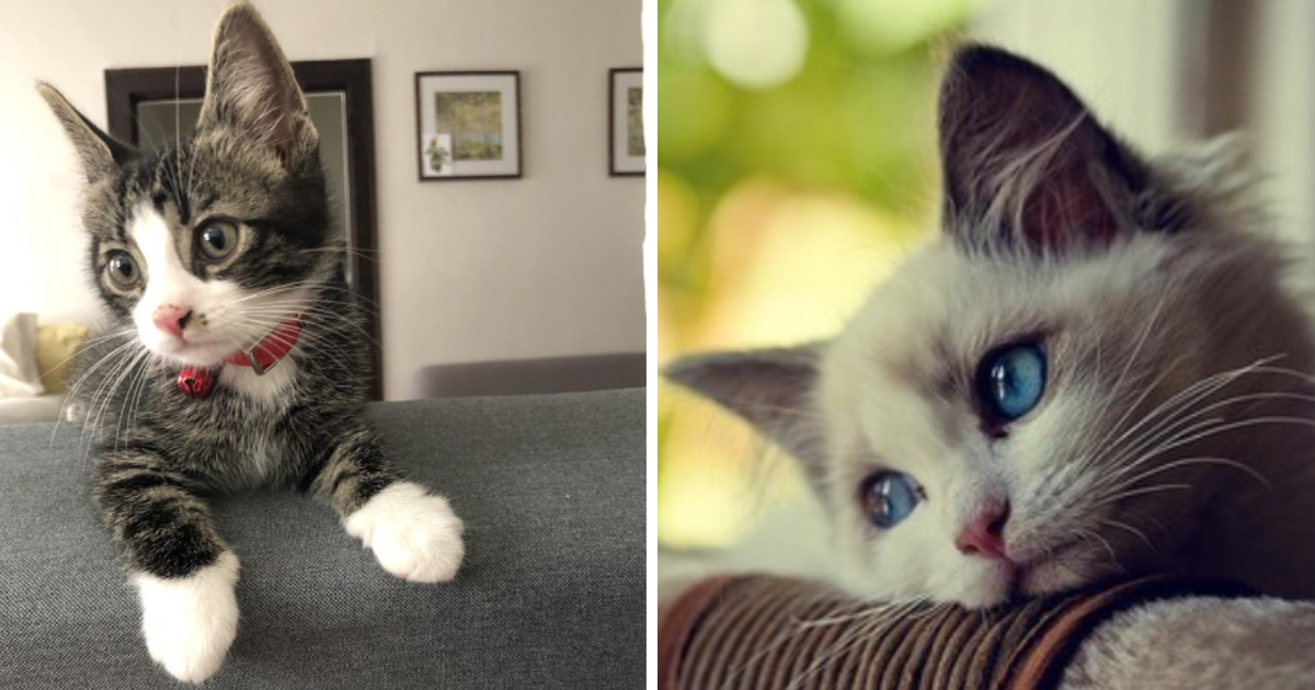 23 Captivatingly Cute Cuddly Kittens To Fill The Day With Feline ...