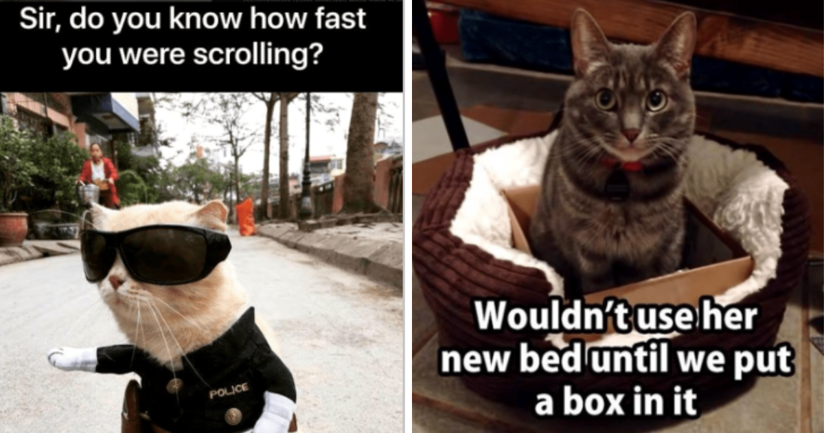 Feline Good Tuesday With 27 Hissterical Cat Memes For A Pawsitive Boost ...