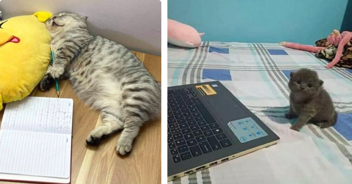 A Purrfect 8 Office Hours of 28 Very Purrfessional Cats Clocking-In to ...