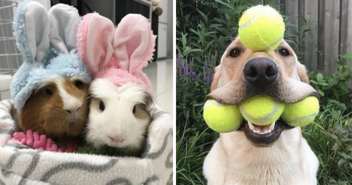 Saturday Sweet Parade With 25 Cute Cheerful Animals Bringing Delight To ...