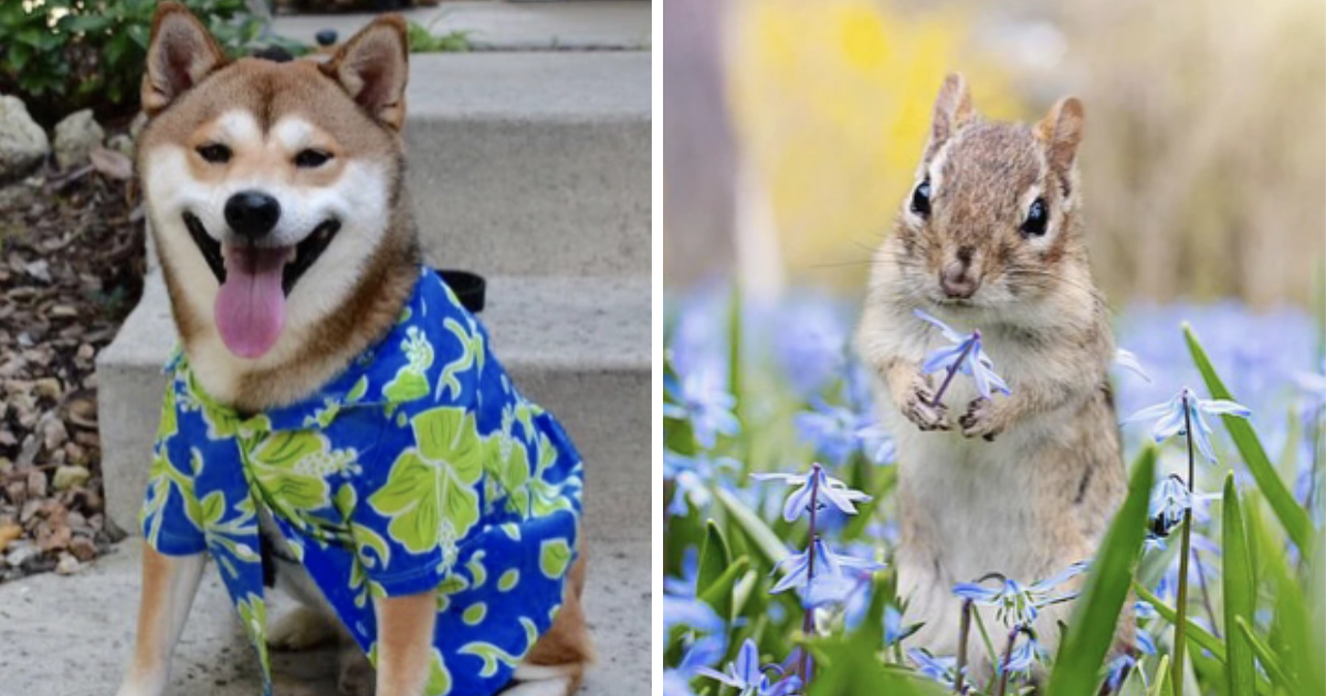 Thursday Treats With 30 Cute Cheerful Animals Filling The Day With ...