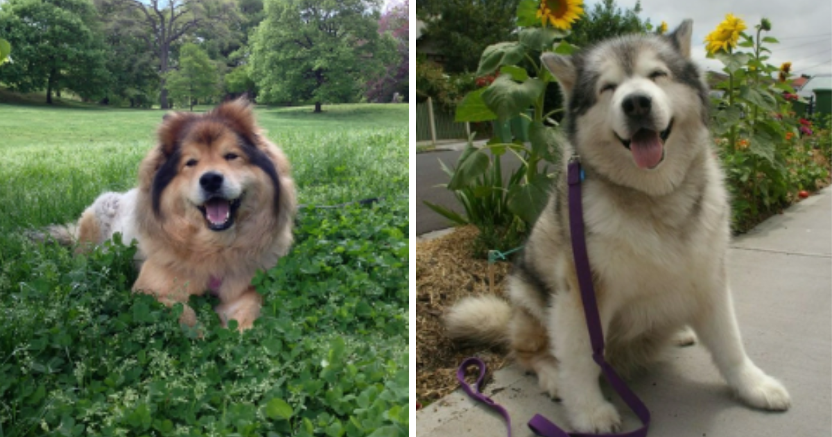 Friday Furry Fun Featuring 33 Cheerful Canines Spreading Pawsitivity ...