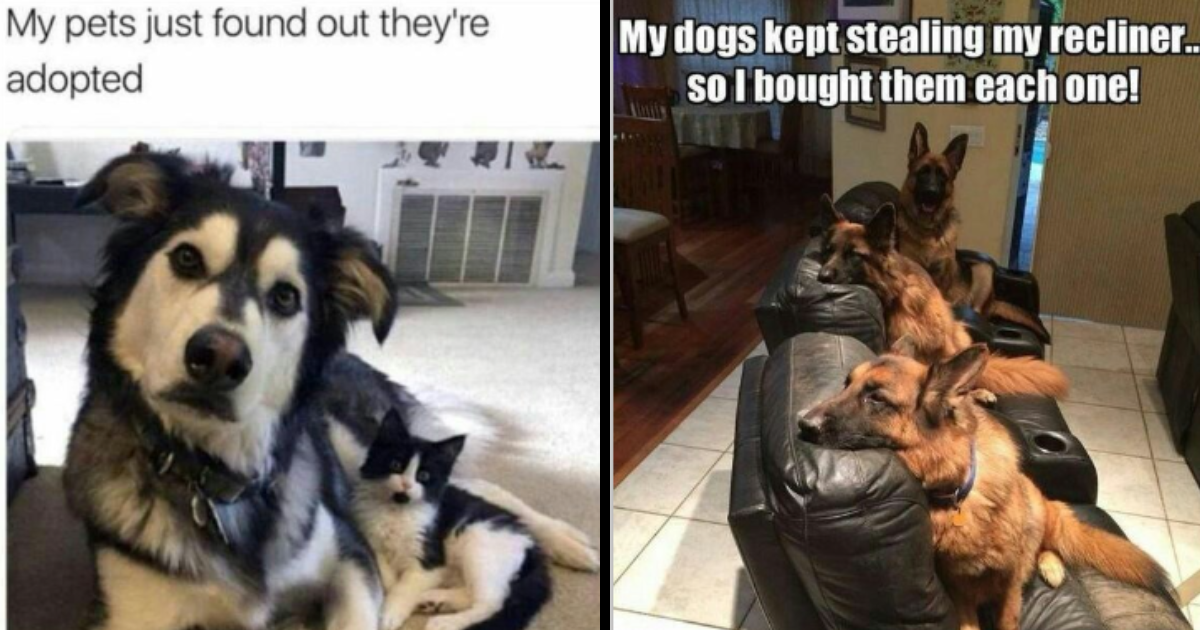 Friday Frenzy Featuring 32 Fantastic Animal Memes To Fuel The Weekend ...