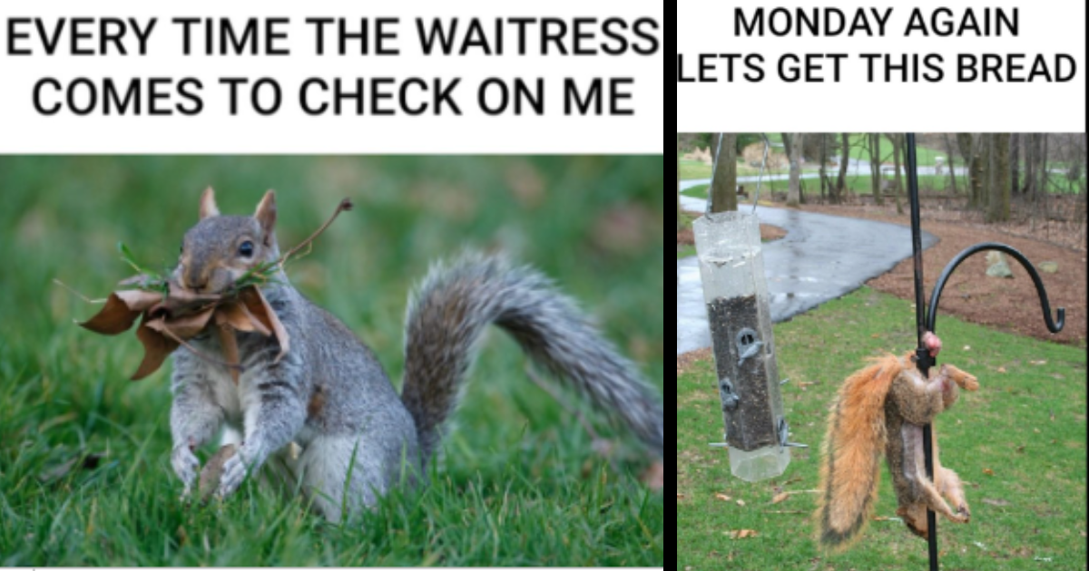 Nuts About Monday With 22 Funny Squirrel Memes For A Cracking Start To The Week - Animal Comedy ...